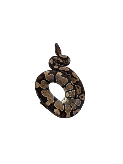 Blade Ball Python by Reptile Town