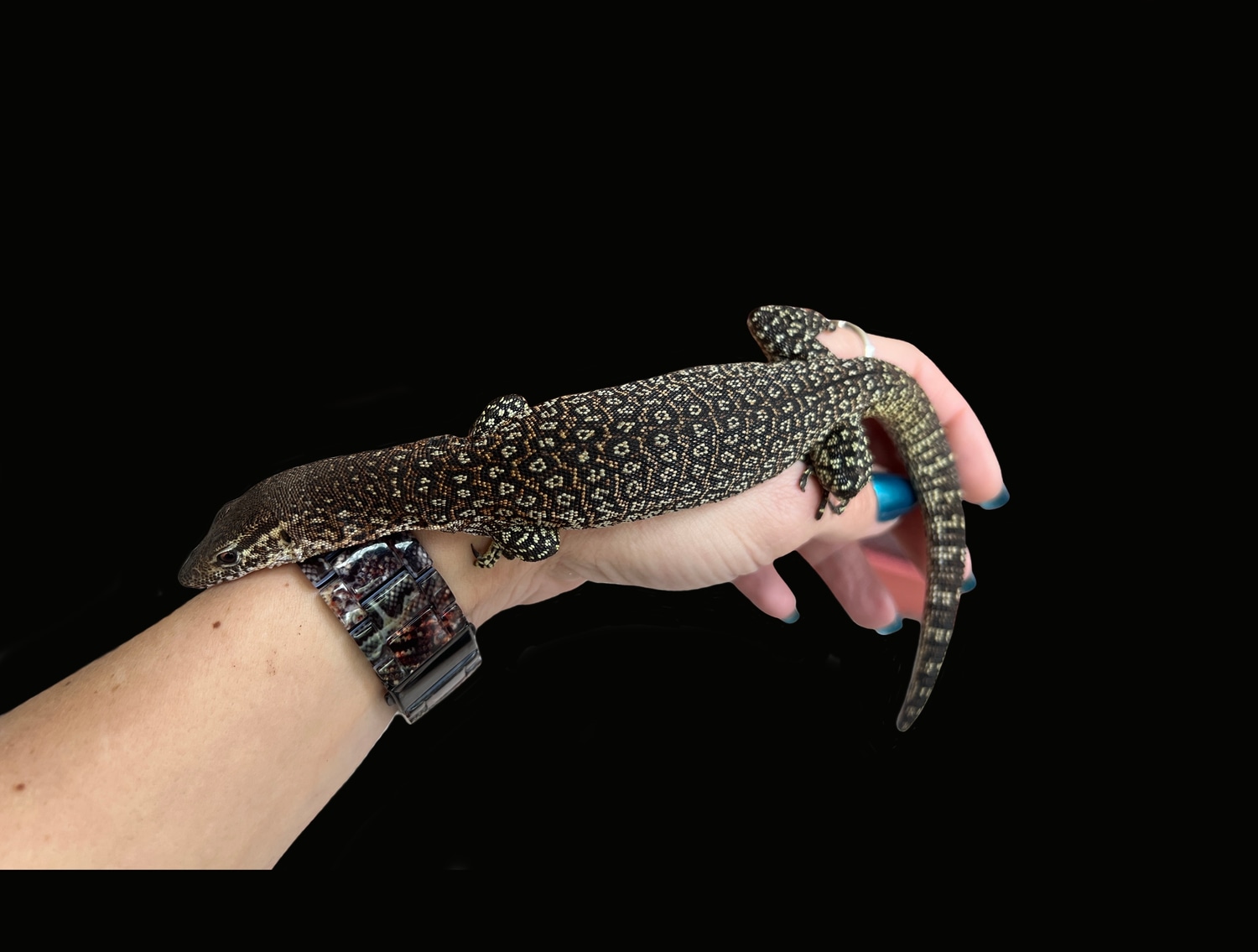 Timor Monitor Other Monitor by Reptile Town - MorphMarket