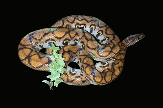 Adult BRB Brazilian Rainbow Boa by Reptile Town