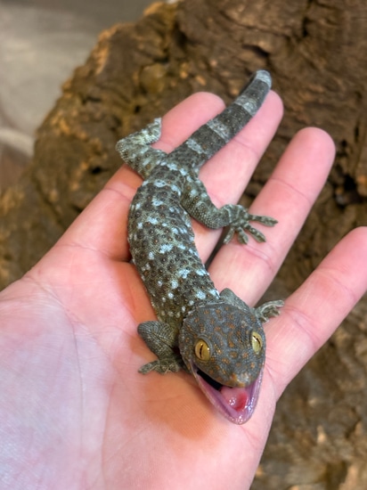 Green Galaxy 2m Tokay Gecko by TNT Exotics