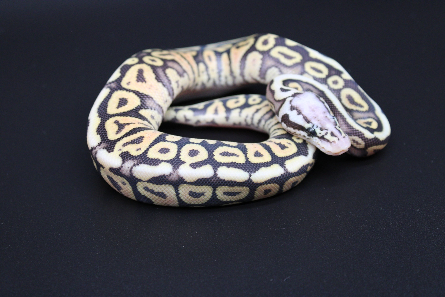 Super Pastel Spotnose Het Clown Ball Python by Royals Evolution ...
