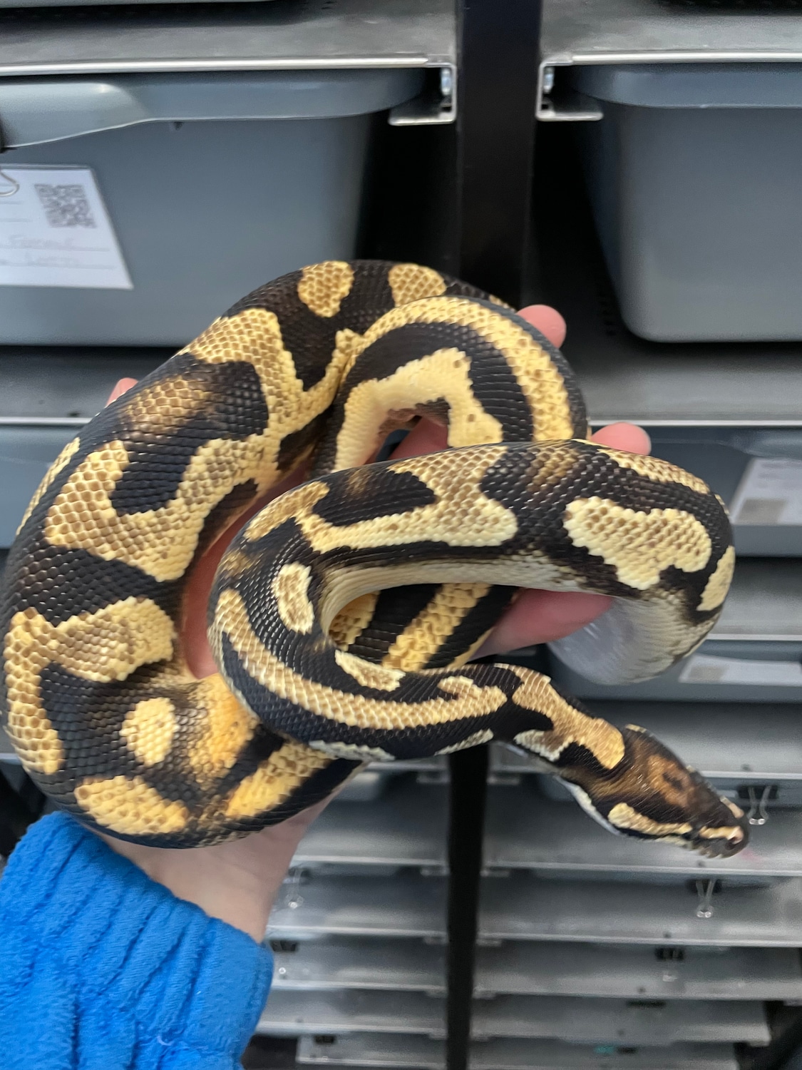 Orange Dream Yellow Belly Calico Ball Python by Royals Evolution ...