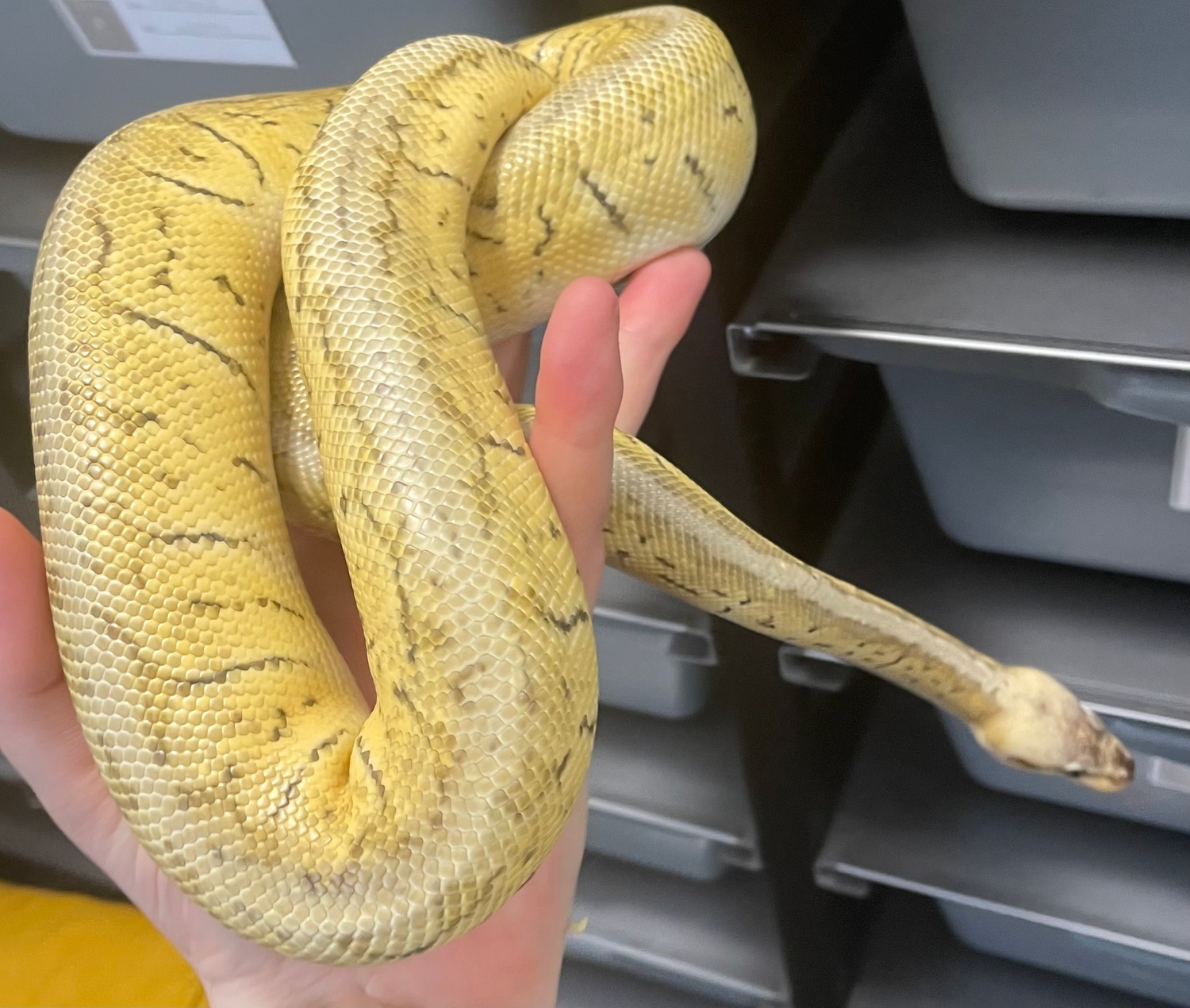 Super Pastel Pinstripe Hypo Ball Python by Royals Evolution - MorphMarket