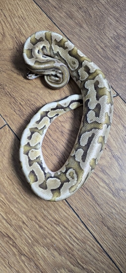 Super Vanilla Puzzle Ball Python by Royals Evolution