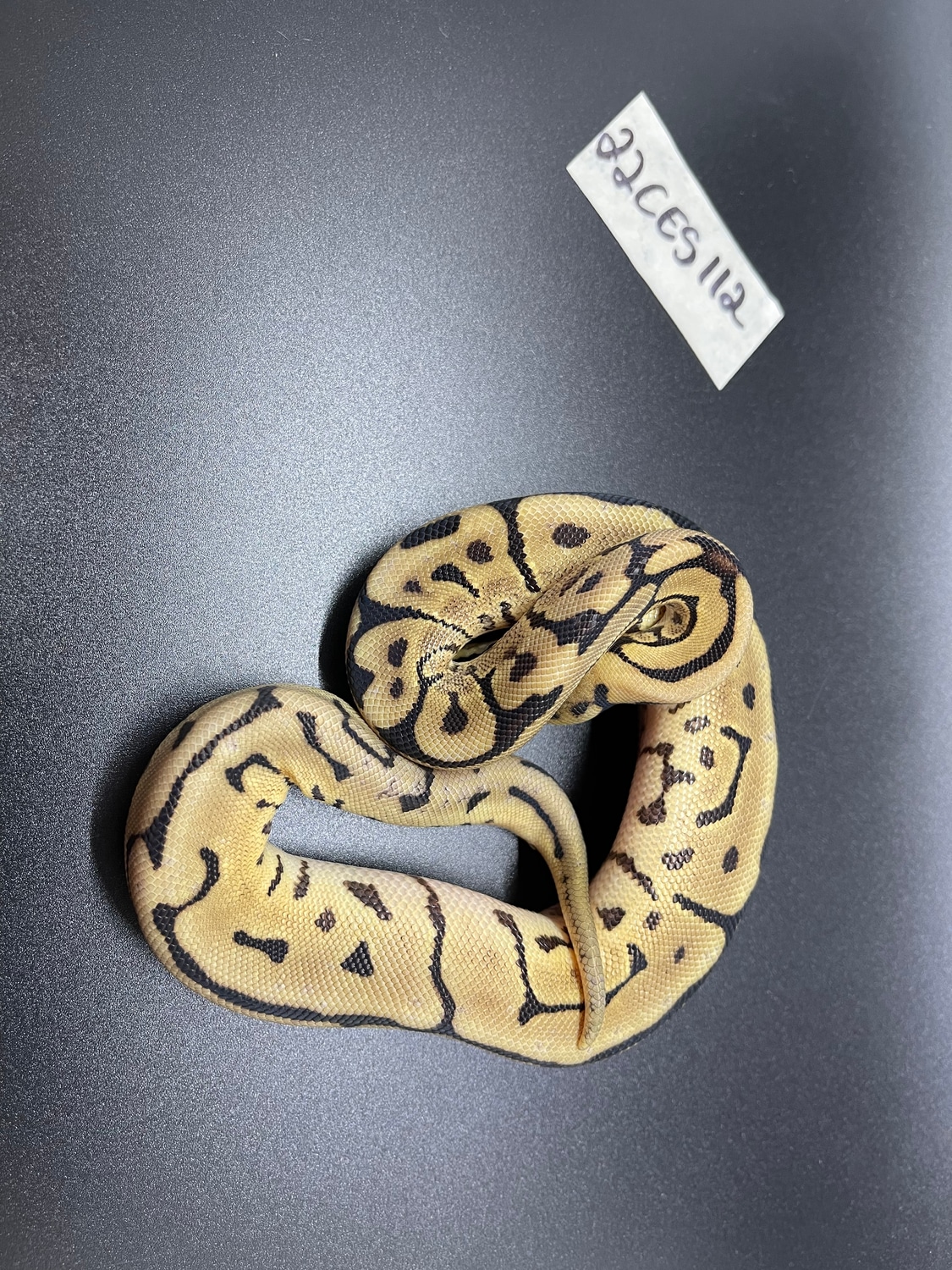 Leopard Spider Pos YB/Asphalt Het VPI Axanthic Pos Het Pied Ball Python ...
