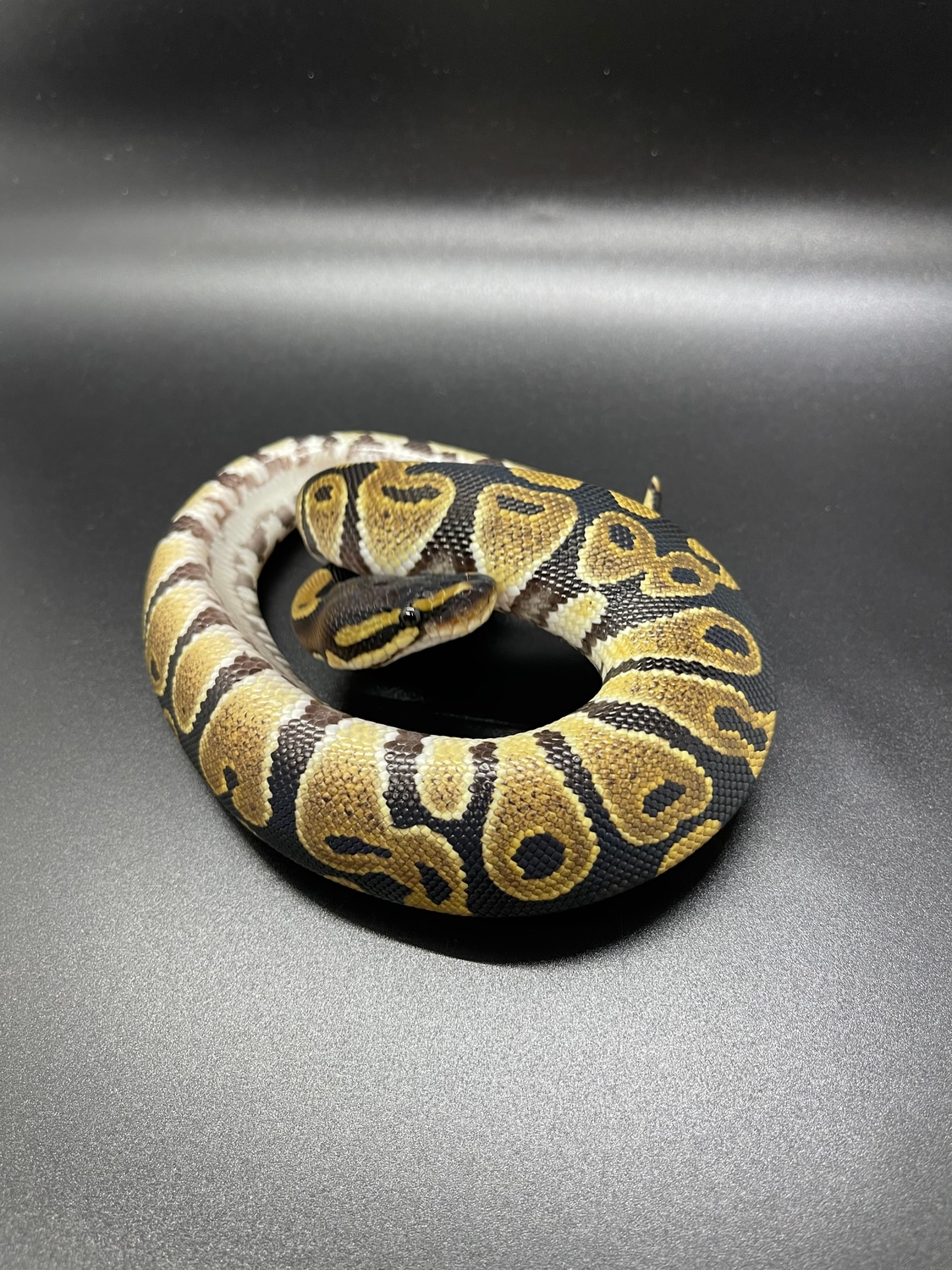 Normal Het VPI 50% Het Pied Ball Python by Cutting Edge Serpants - MorphMarket
