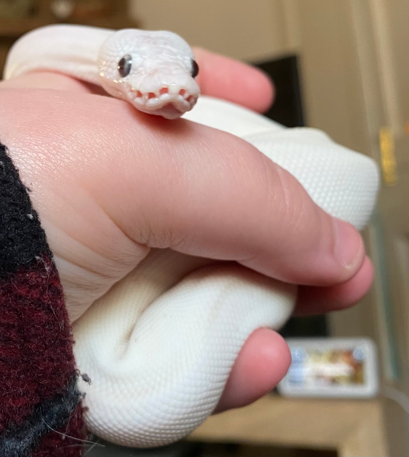 Blue-Eyed-Lucy Female (Mojave Lesser Pos Het Fire YB Granite) Ball ...