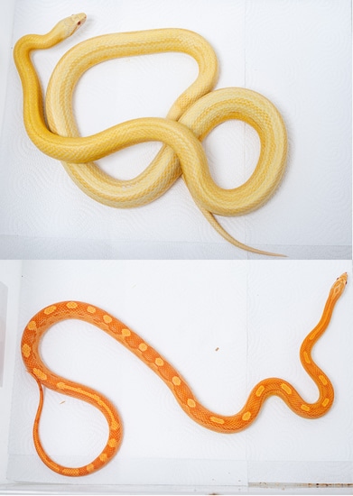 Breeding Pair Butter Striped & Amel Motley-x-striped Corn Snake by ...