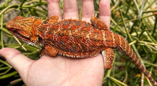 75% Red Monster Pos. Het Hypo, Trans & LB Central Bearded Dragon by ...