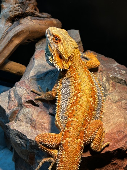 Hypo Citrus Dunner With AWESOME Blue Bars Central Bearded Dragon by ...