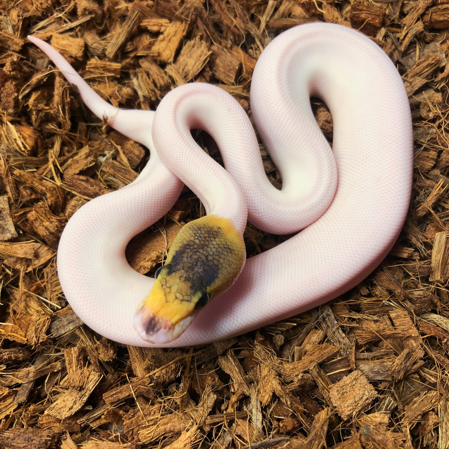 Champagne Pied Pos YB, Ball Python by PXL Reptiles - MorphMarket