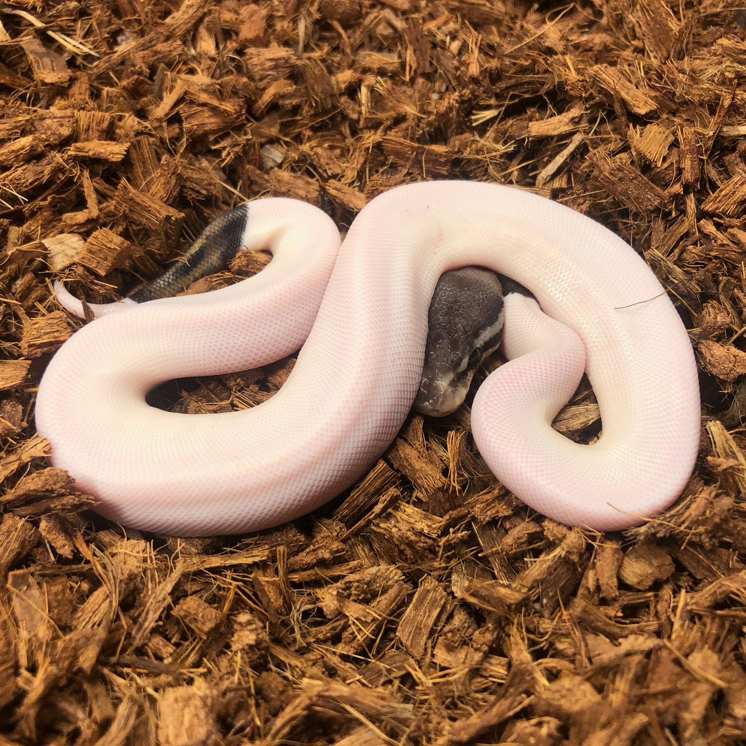 Black Pewter Pied (Pos Leopard) Ball Python by PXL Reptiles - MorphMarket