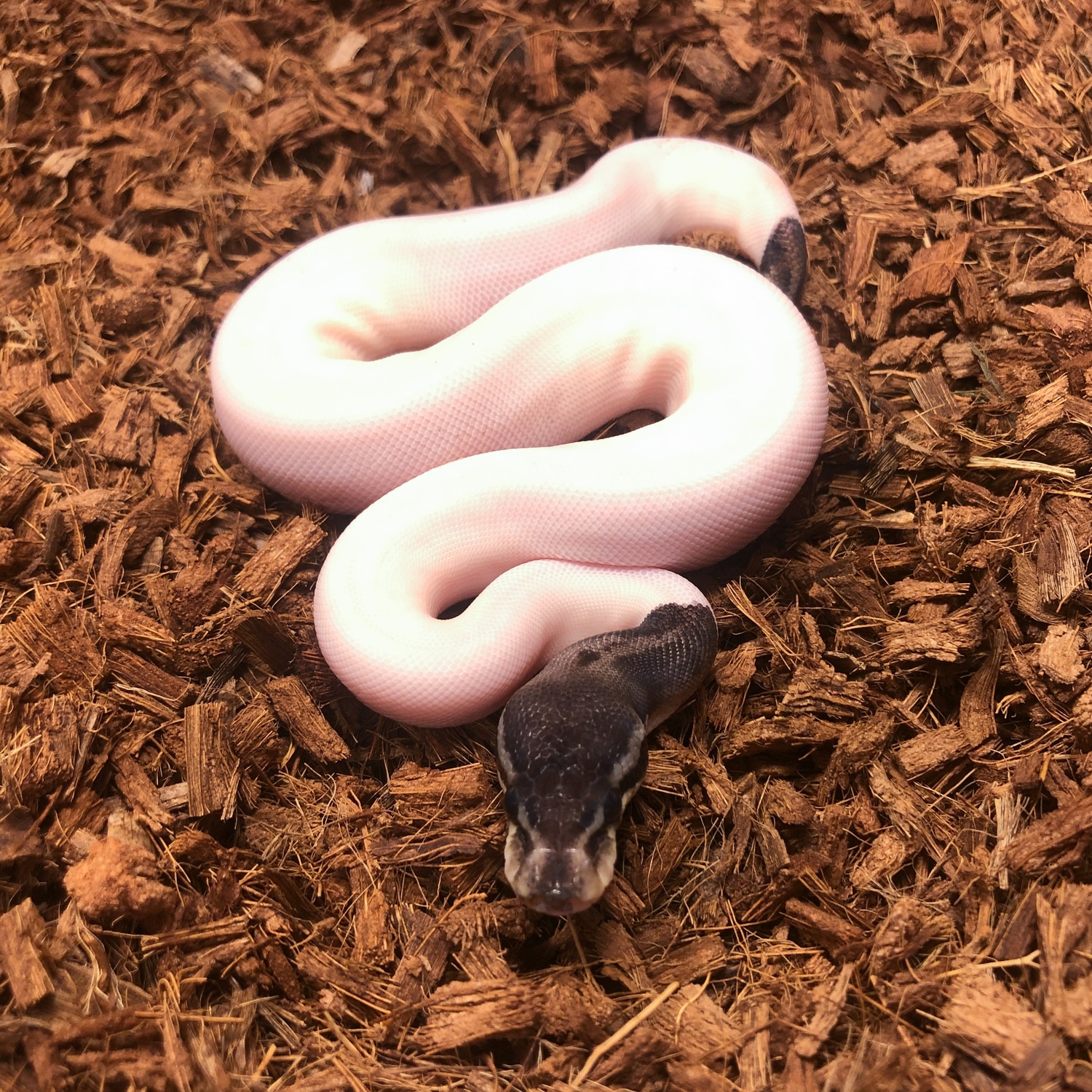 Black Pewter Pied Ball Python by PXL Reptiles - MorphMarket