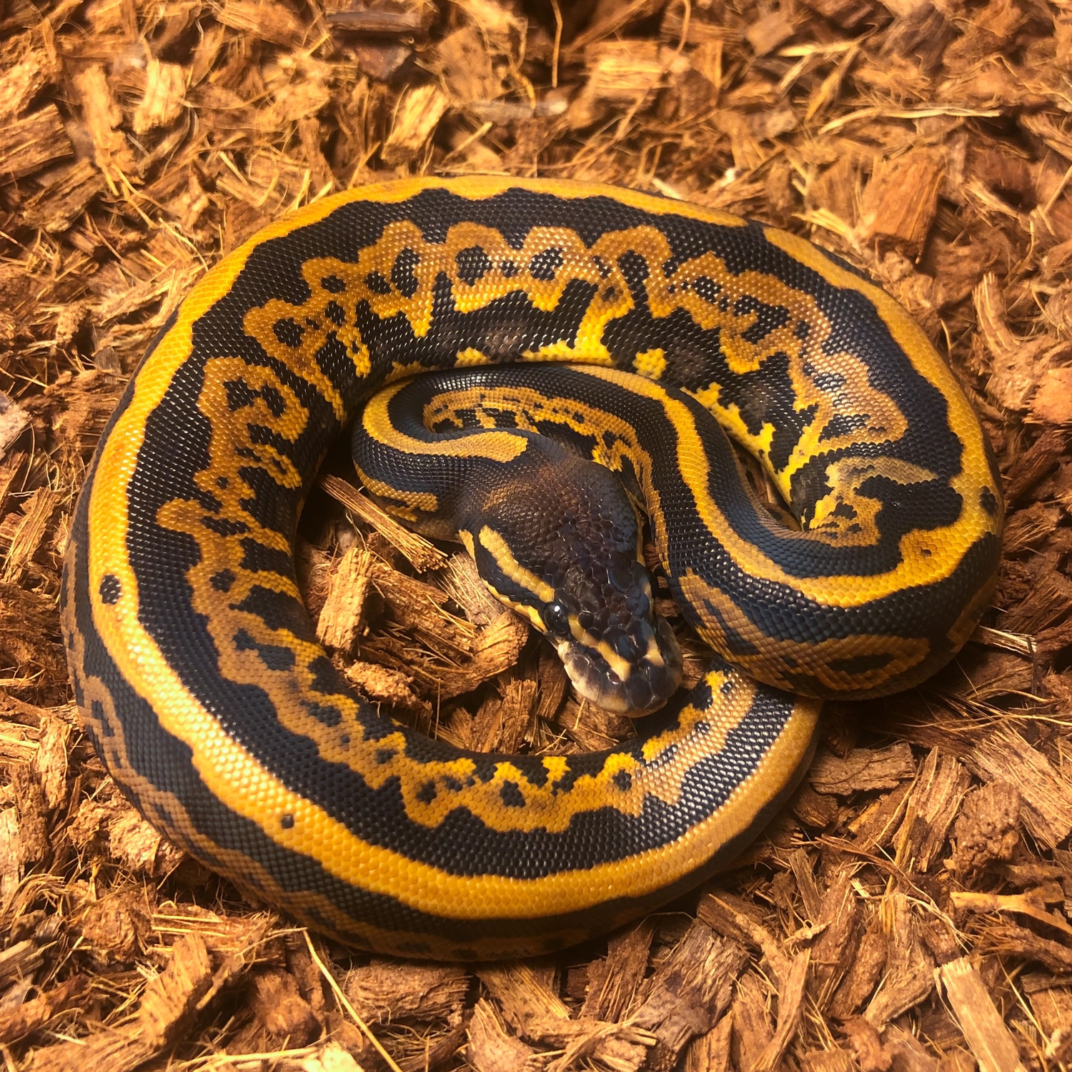 Leopard Black Pastel 100% Het Piebald Ball Python by PXL Reptiles ...