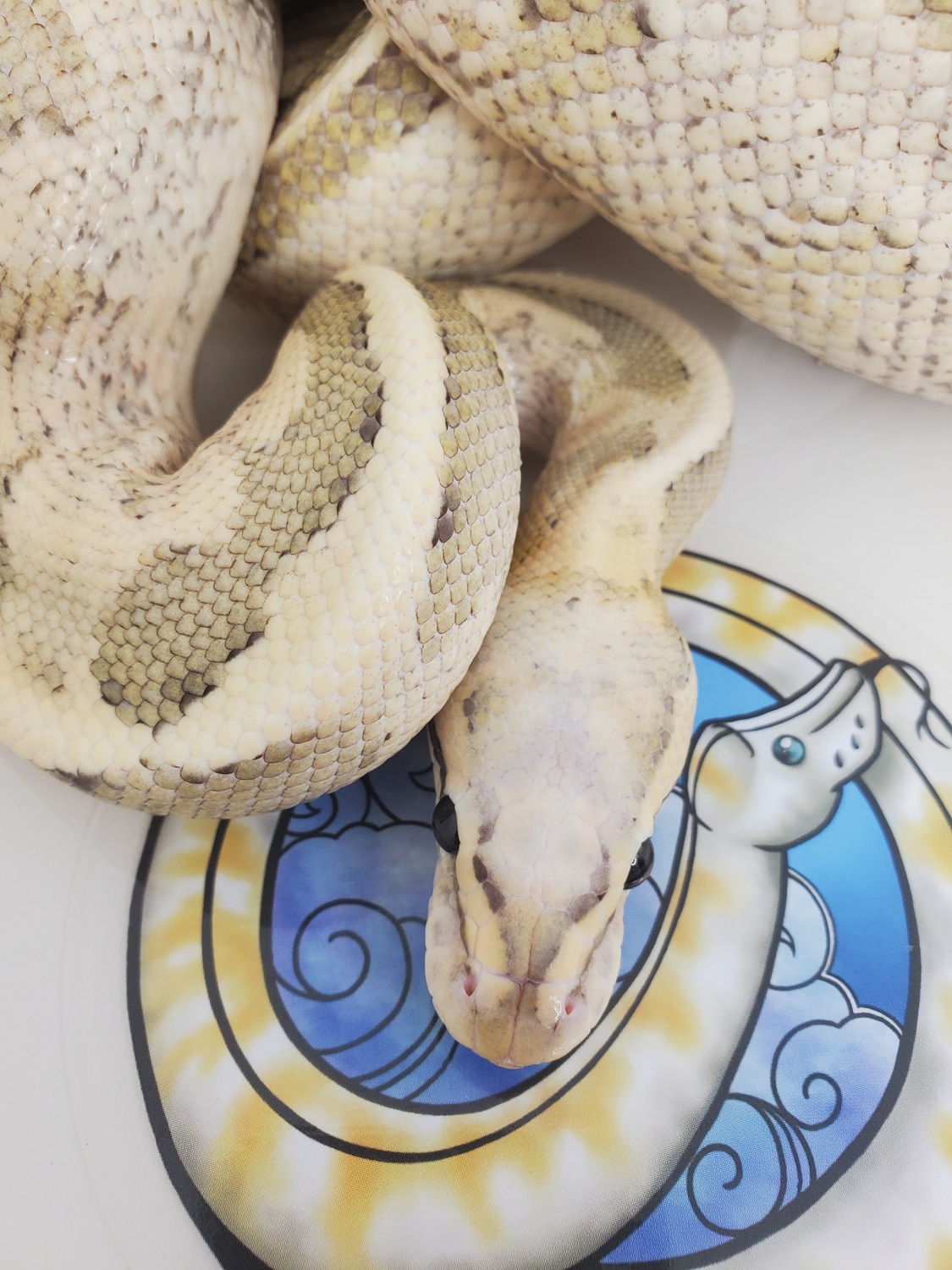 Vanilla Cream Het Orange Ghost *Proven* Ball Python by Tempest Ball ...