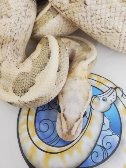 Vanilla Cream Het Orange Ghost *Proven* Ball Python by Tempest Ball Pythons