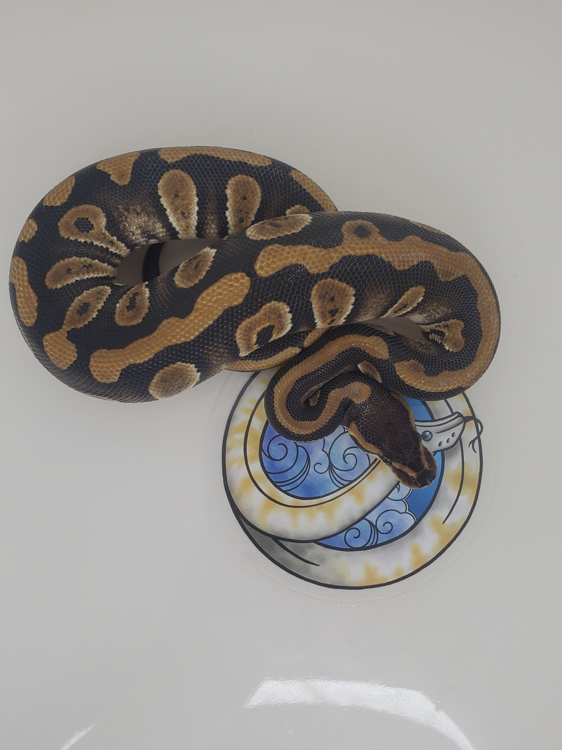 Phantom Het Desert Ghost POS Het Orange Ghost Ball Python by Tempest ...