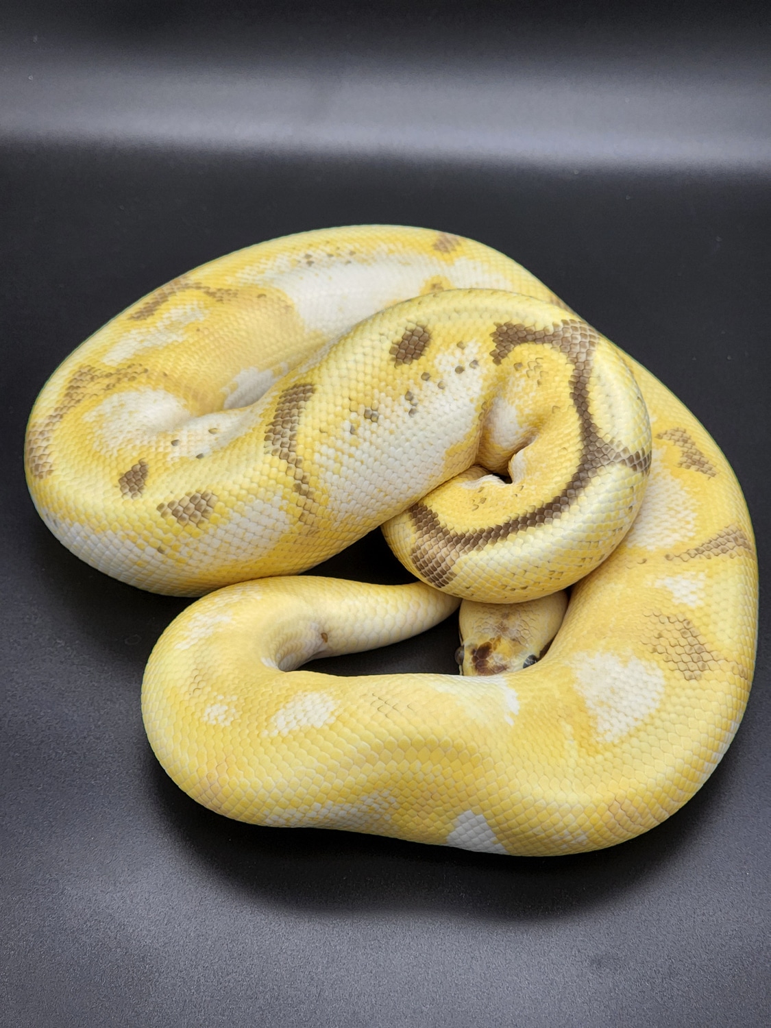 OD Enchi Spider YB Fire Ball Python by Temple Exotics - MorphMarket