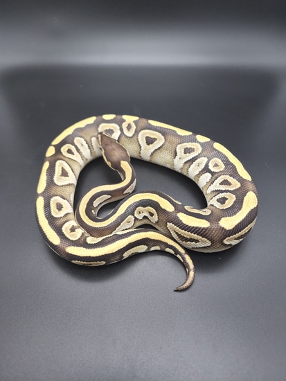 Mojave 66% Het Puzzle Ball Python by Temple Exotics
