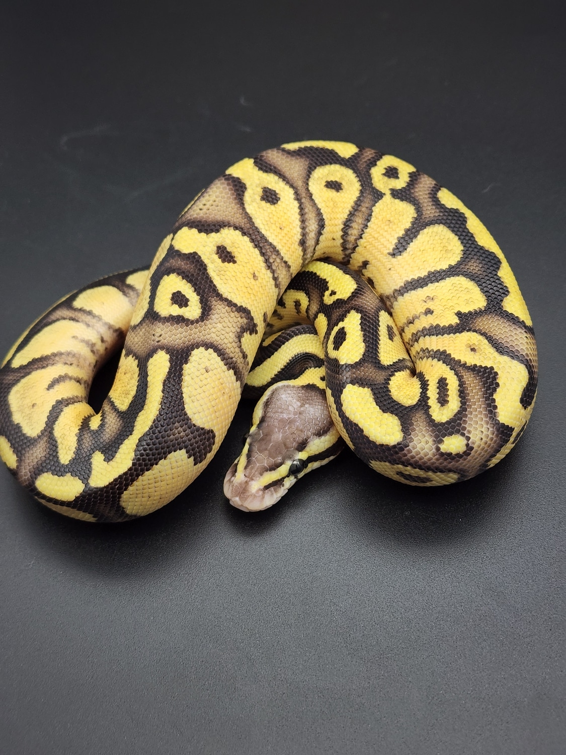 Firefly (Free Shipping) Ball Python by Temple Exotics - MorphMarket