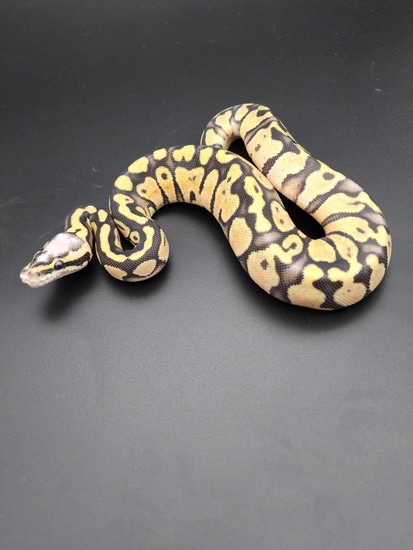 Superfly Scaleless Head Ball Python by Temple Exotics