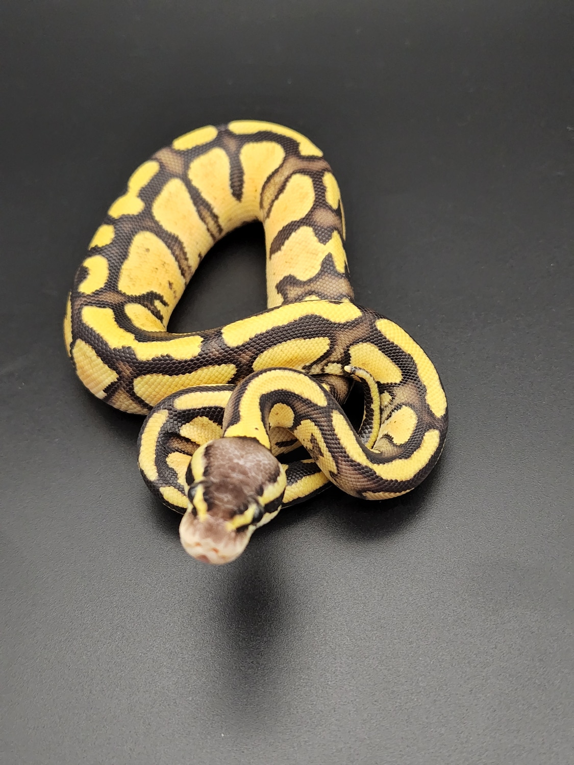 Firefly Ball Python by Temple Exotics - MorphMarket