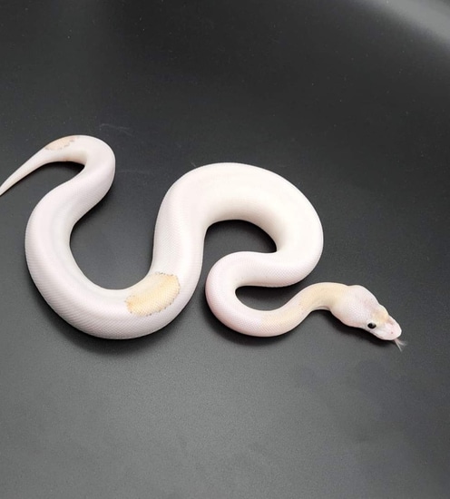 Pastel Champagne Pos Pinstripe Pos Het Pied Ball Python by Temple Exotics