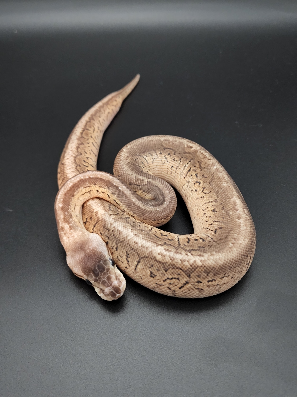 Black Pewter Blast Pos Het Pied Ball Python by Temple Exotics - MorphMarket