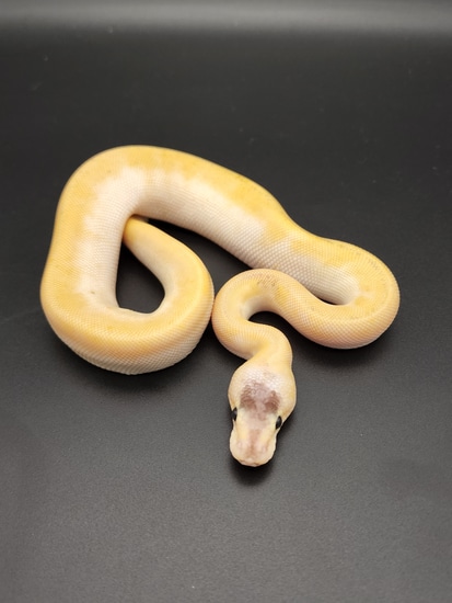 Pastel Champagne Pos Het Pied Ball Python by Temple Exotics