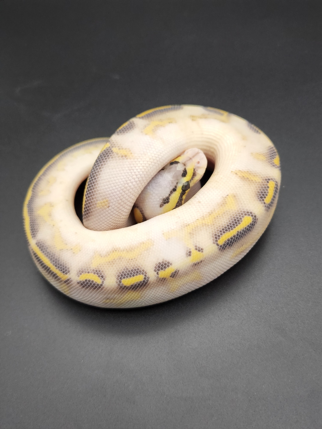 Super Pastel Highway Pos Cinnamon Ball Python by Temple Exotics ...