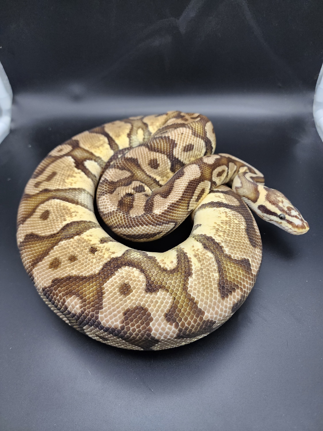 Firefly Scaless Head Ball Python by Temple Exotics - MorphMarket