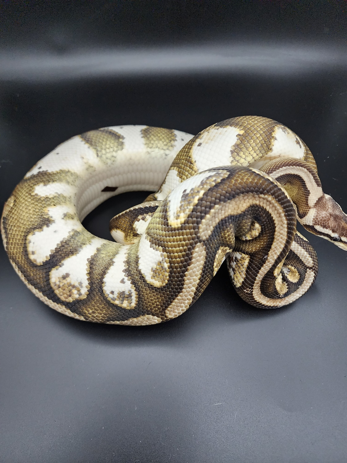 Super Pastel Sugar Proven Breeder Ball Python by Temple Exotics ...