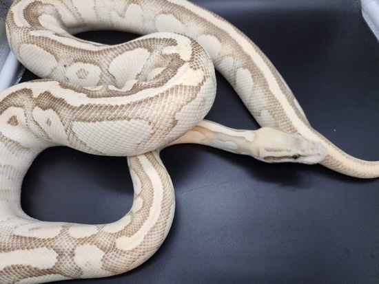 Butterfly Ball Python by Temple Exotics