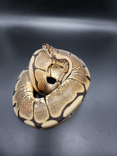 Spider Het Desert Ghost Ball Python by Temple Exotics
