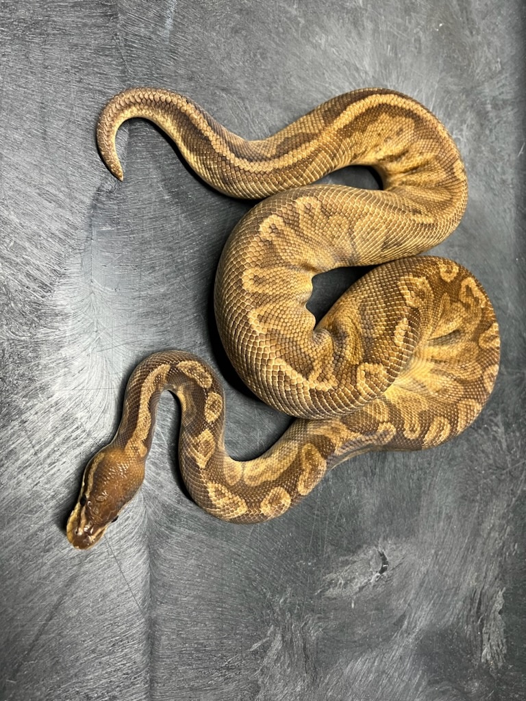 Sunset Ball Python by Temple Exotics - MorphMarket