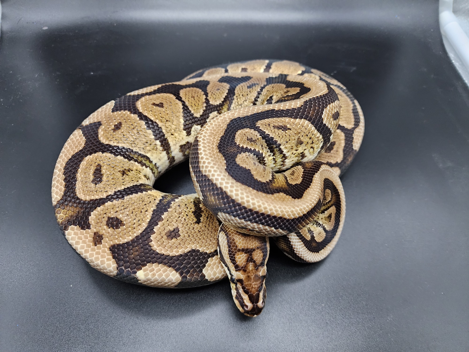 Spotnose Het Clown Pos Het Pied Ball Python by Temple Exotics - MorphMarket