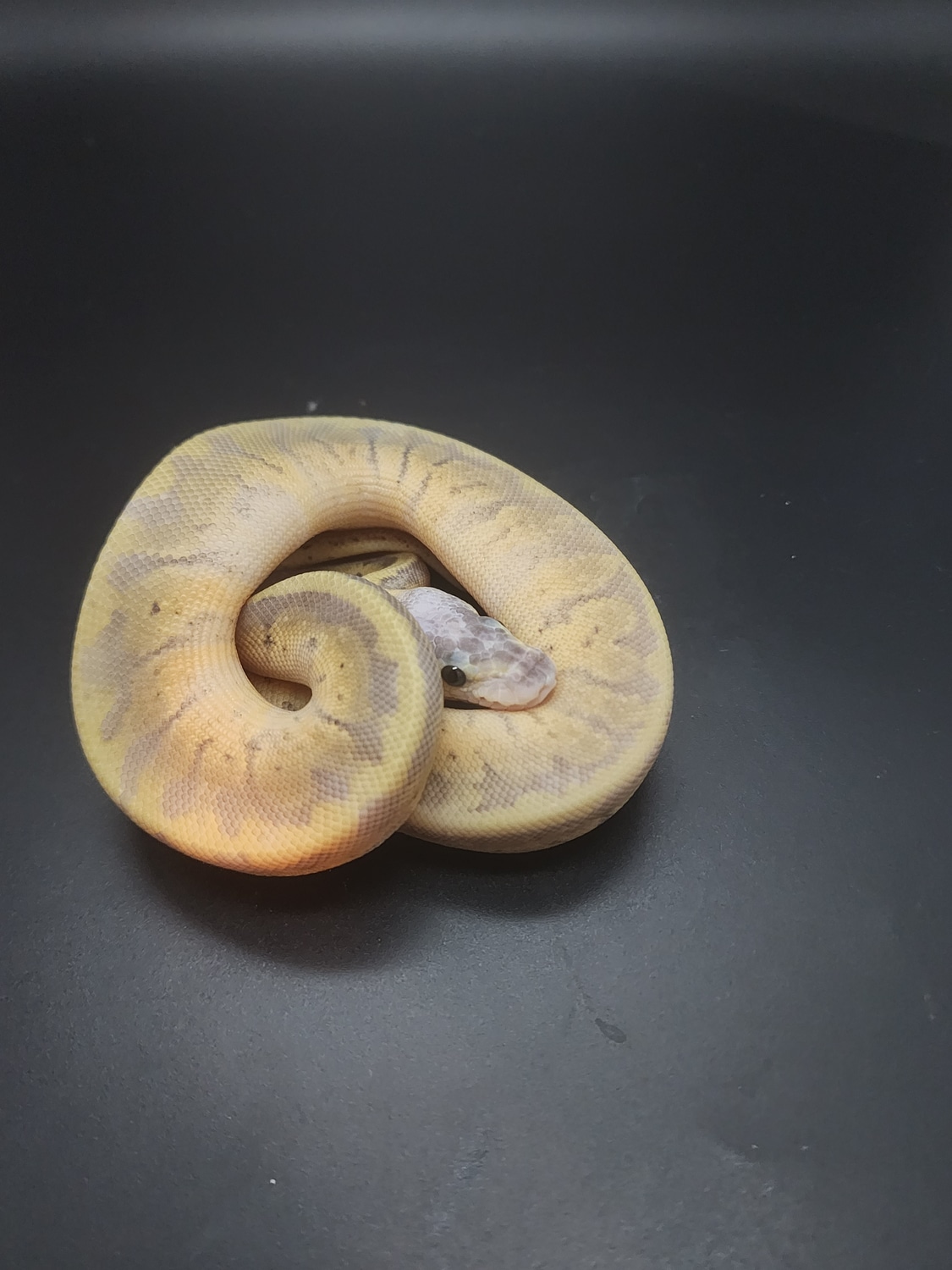 Black Pewter Pinstripe Vanilla/Fire Ball Python by Temple Exotics ...