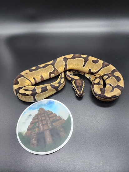 Fire Enchi 100% Het VPI Axanthic Ball Python by Temple Exotics