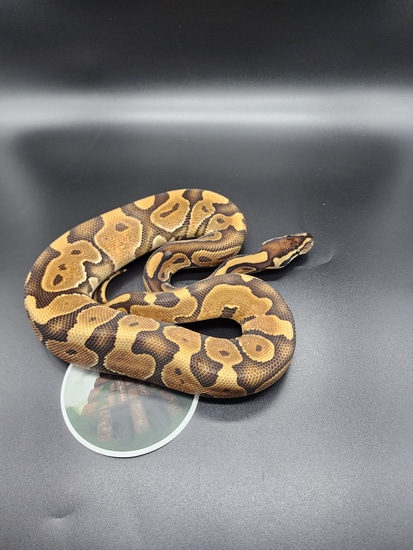 Enchi HRA Male Ball Python by Temple Exotics