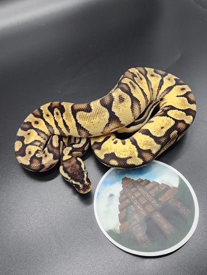 Pastel Enchi Asphalt Ball Python by Temple Exotics