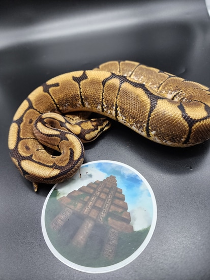 Spider Het Sunset Ball Python by Temple Exotics