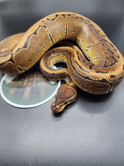 Pinstripe Het Sunset Ball Python by Temple Exotics