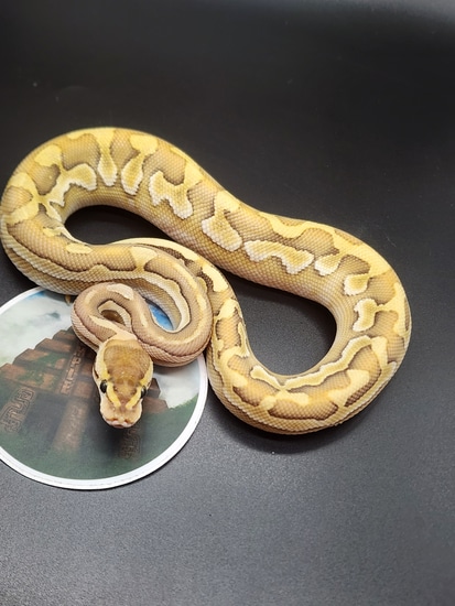 0.1 Lesser Puzzle 100% Het Hypo Ball Python by Temple Exotics