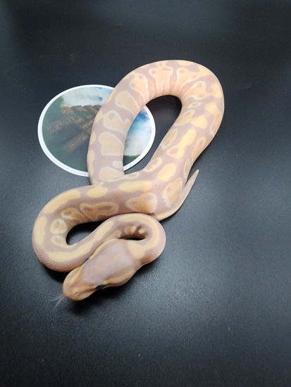 Banana Russo Het Clown Ball Python by Temple Exotics