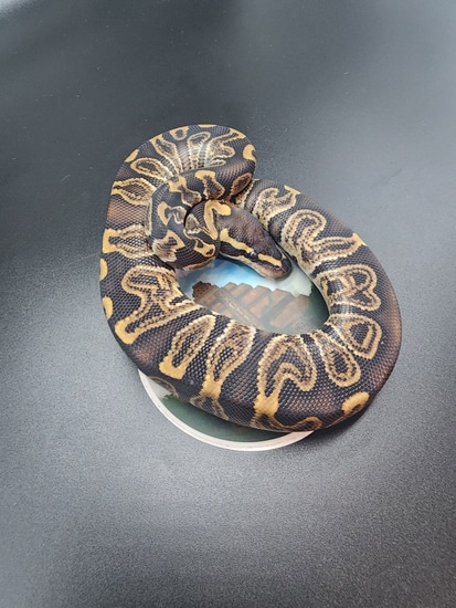 1.0 GHI Russo Het Clown Ball Python by Temple Exotics
