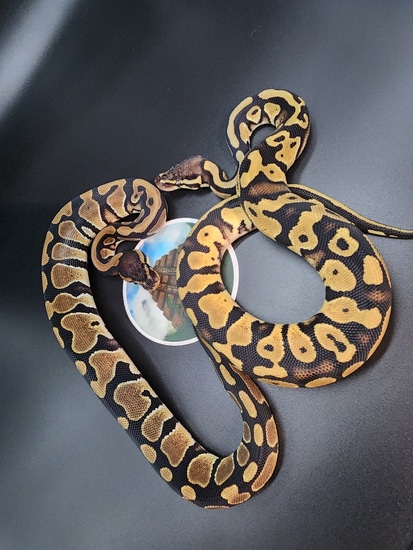 Benefit Auction 1.1 DH Desert Ghost Pied Project Ball Python by Temple ...