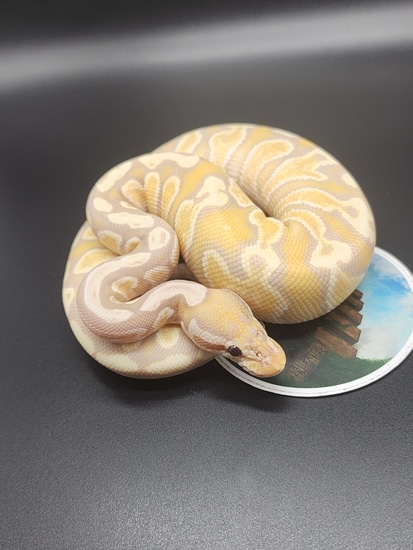 GHI Russo Banana Het Clown Ball Python by Temple Exotics