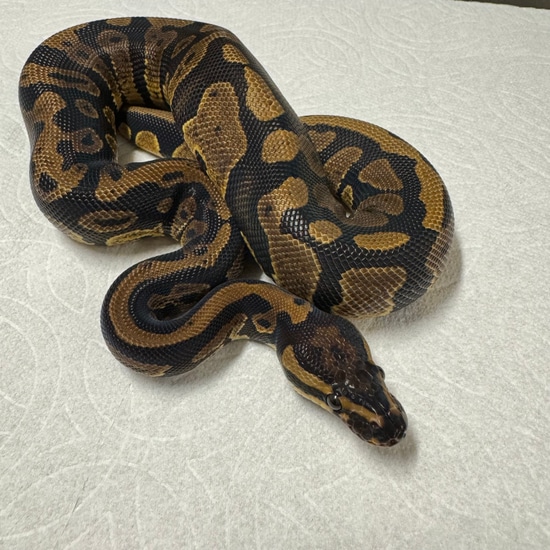 ACID Ball Python by Ten_Thousand_Scales