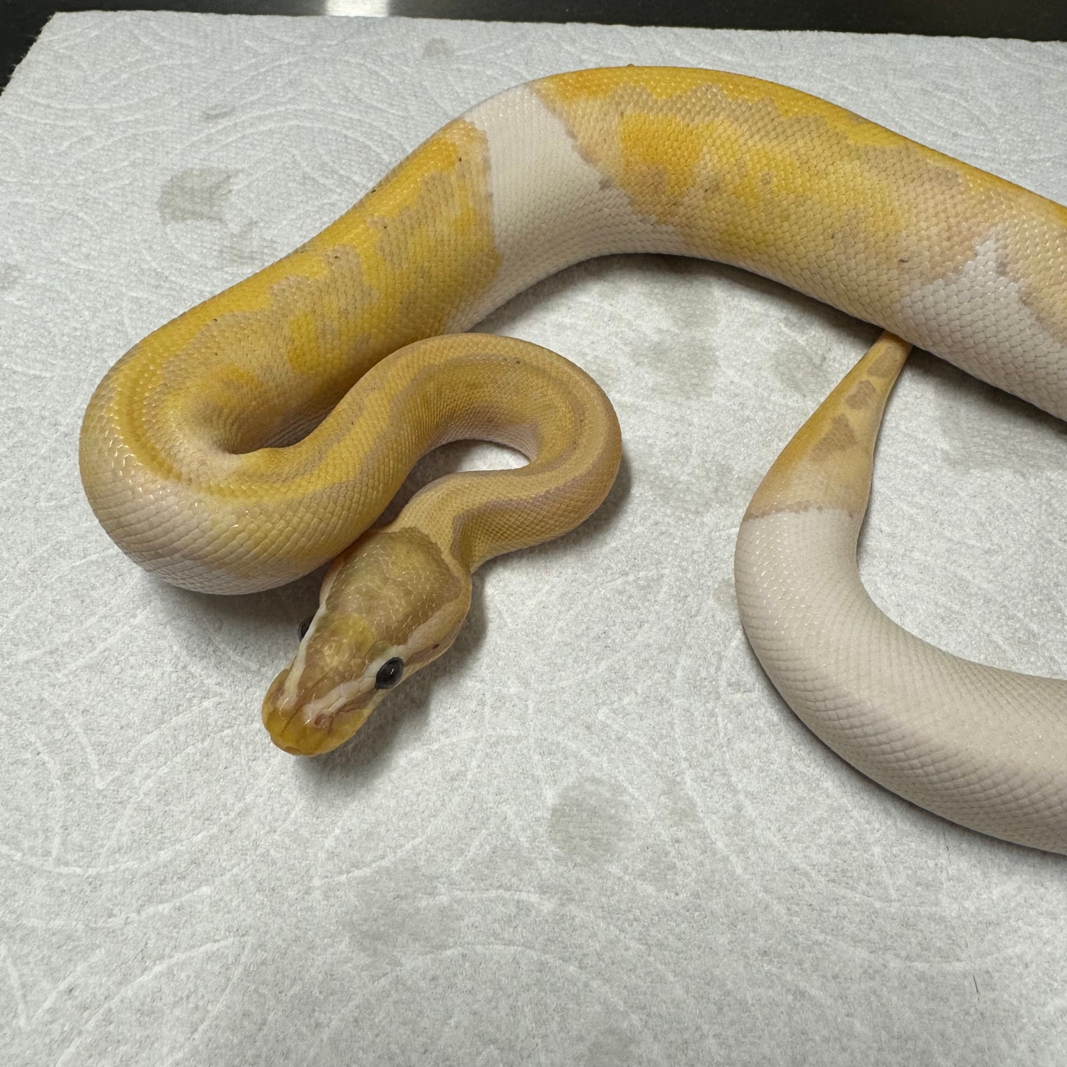 Pastel Banana Pied Male 173g Ball Python by Ten_Thousand_Scales ...