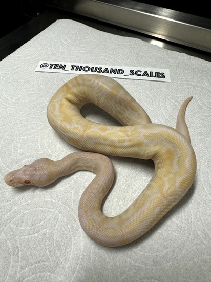 Albino GHI Butter Ball Python by Ten_Thousand_Scales